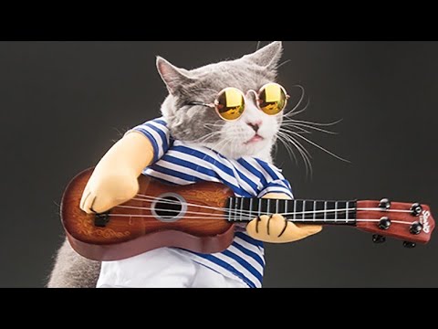 Gatos Graciosos - Los Mejores Videos de Gatos Chistosos - Mostrar